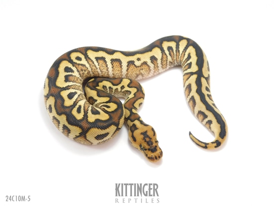 Russo Spotnose YB Clown Pos Fire Ball Python by Kittinger Reptiles