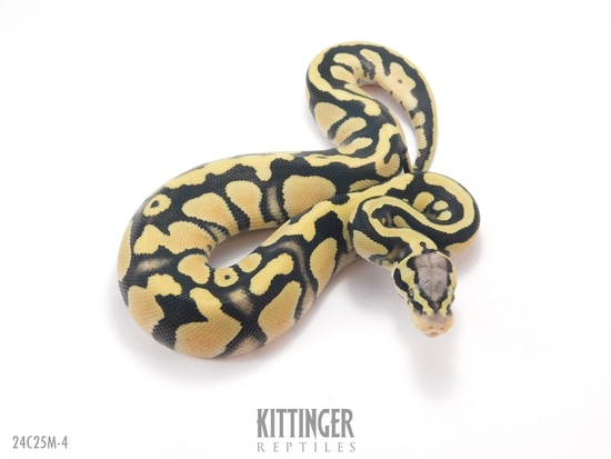Pastel DG Het Pied 66% Het VPI Axanthic Ball Python by Kittinger Reptiles