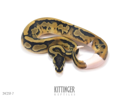 Pied Het DG 66% Het VPI Axanthic Ball Python by Kittinger Reptiles