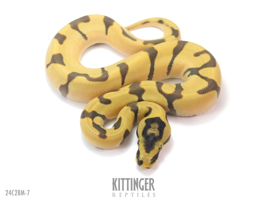 OD Super Enchi DG Het Pied (YB) Ball Python by Kittinger Reptiles