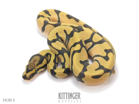 OD Enchi DG Het Pied Ball Python by Kittinger Reptiles