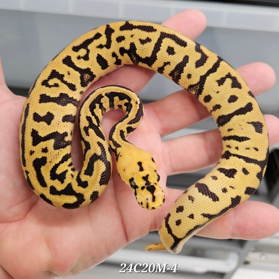 Acid Spotnose Fire YB Clown Ball Python by Kittinger Reptiles