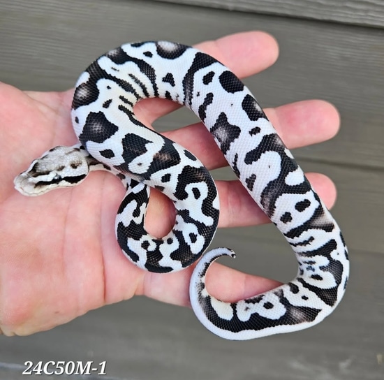Pastel Leopard VPI Axanthic DG Pos Het Pied Ball Python by Kittinger ...