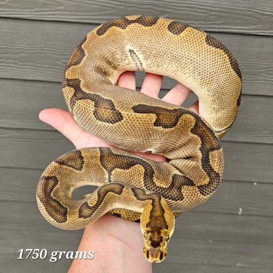 Enchi Clown Het G-Stripe Ball Python by Kittinger Reptiles