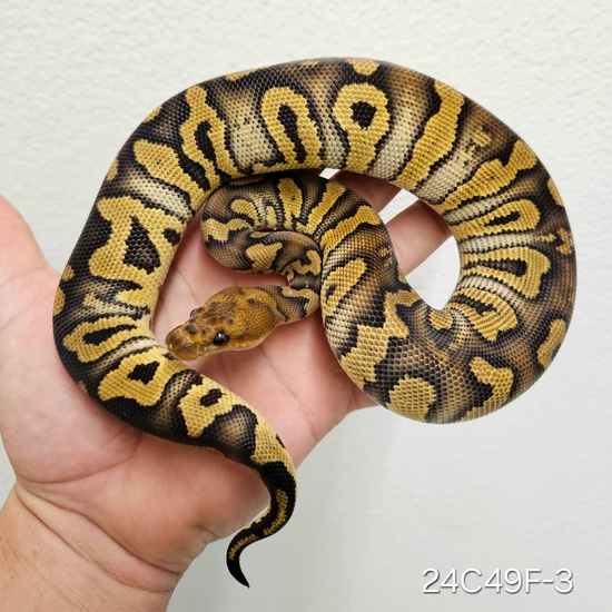 Stranger Clown Het Hypo Ball Python by Kittinger Reptiles
