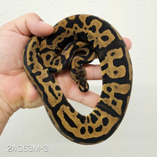 Acid Leopard 66% DH Lavender Clown Ball Python by Kittinger Reptiles
