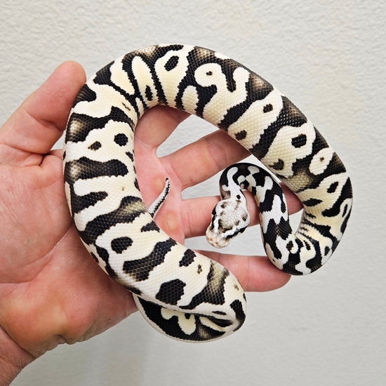 Pastel Leopard VPI Axanthic DG Pos Het Pied Ball Python by Kittinger ...