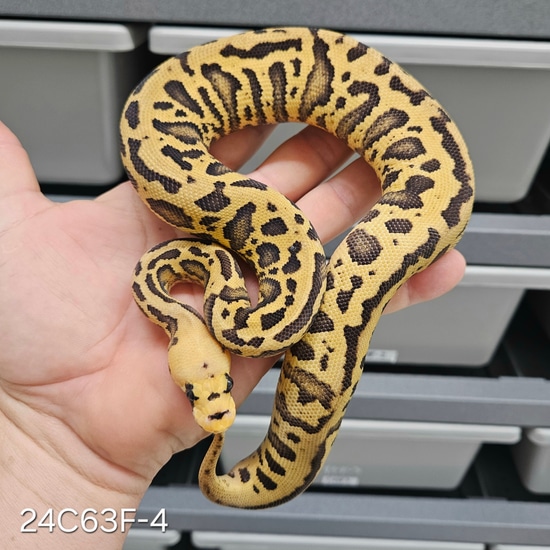 Acid Chocolate Fire Yellowbelly RS Clown Ball Python by Kittinger Reptiles