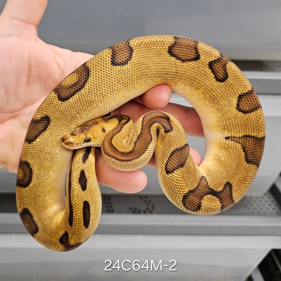 Enchi G- Stripe Clown (Pos Super Enchi) Ball Python by Kittinger Reptiles