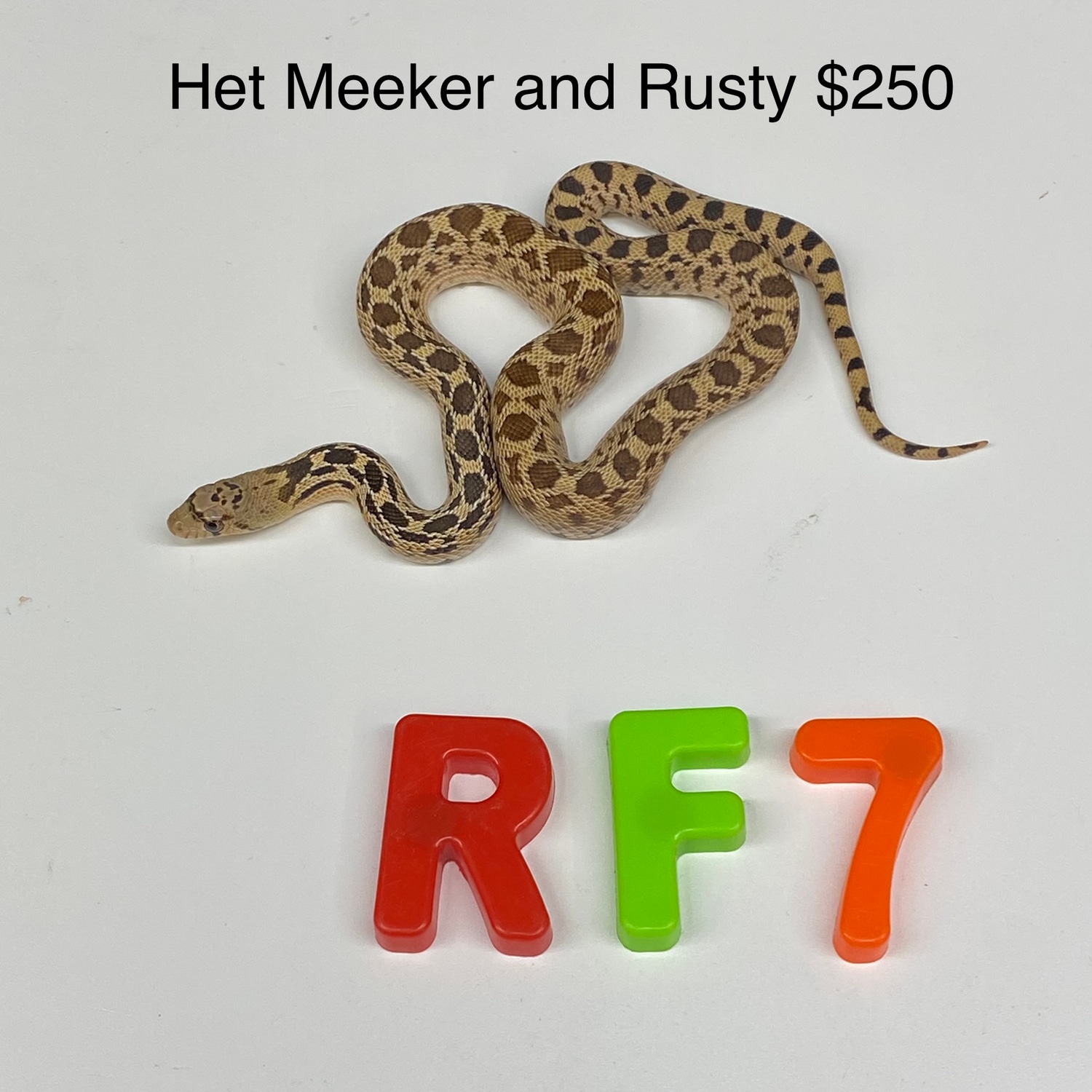 Sonoran Gopher Het Meeker And Rusty Gopher Snake by Envy Reptiles ...