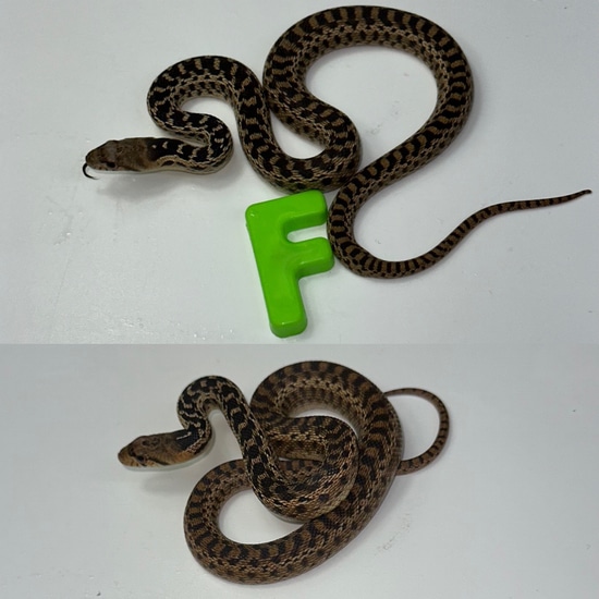 Het For Albino Applegate SDs Gopher Snake by Envy Reptiles