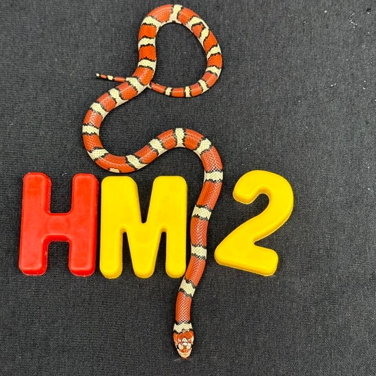 Red Milk, 66% Poss Het Hypo Blody Line Red Milk Snake by Envy Reptiles