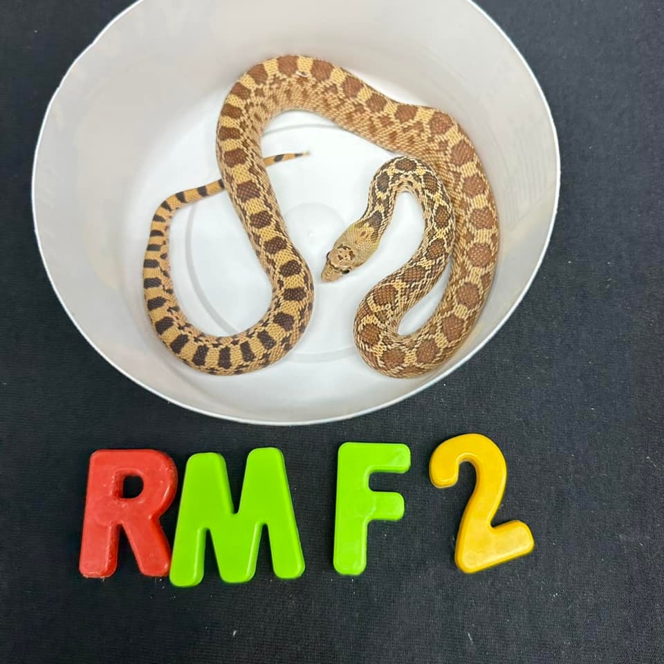 Sonoran Gopher Het For Meeker And Rusty Gopher Snake by Envy Reptiles ...