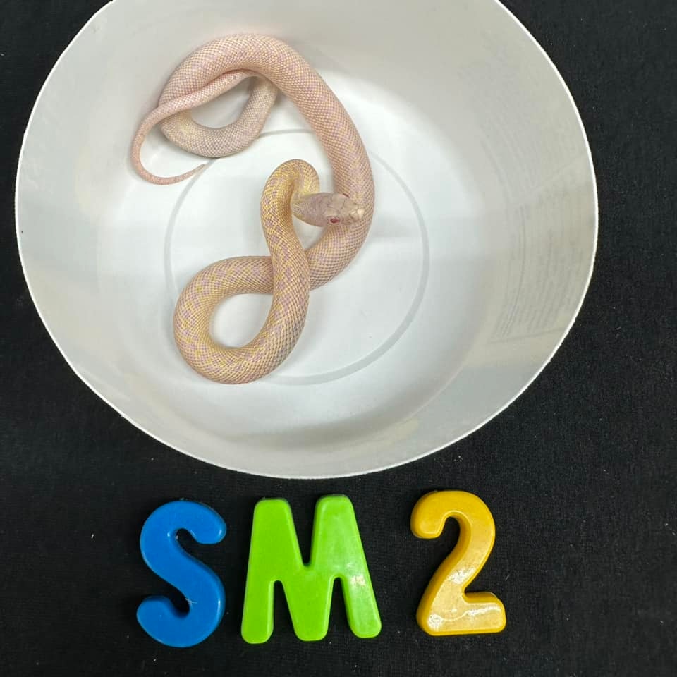 Snow San Diego Gopher Het Dyer Albino And Strip. Gopher Snake by Envy ...