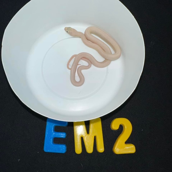 Decker's Eastern Rat Snake by Envy Reptiles