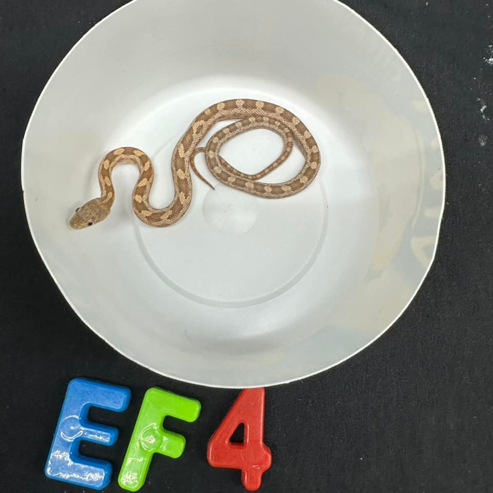 Decker's Eastern Rat Snake by Envy Reptiles - MorphMarket