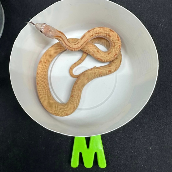 Rusty Meekers Sonoran Gopher Gopher Snake by Envy Reptiles