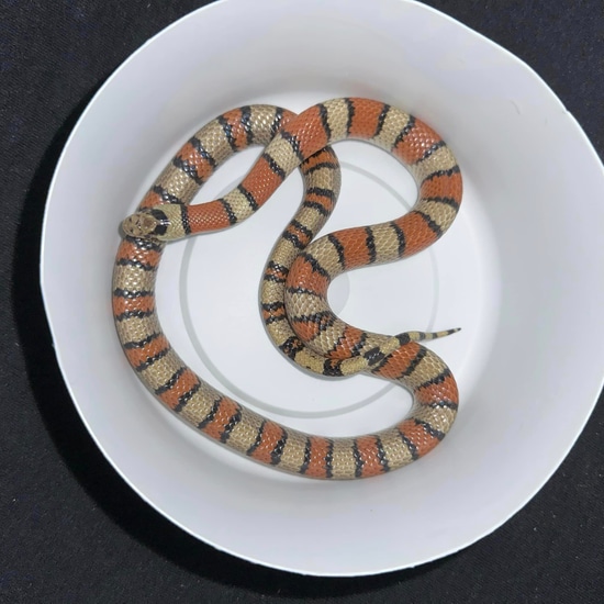 Cherry Co NE Pale Milk Snake by Envy Reptiles