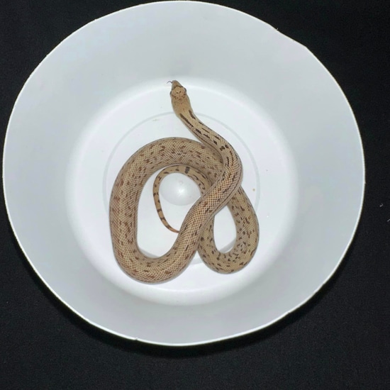 Female Meeker Sonoran Gopher Snake by Envy Reptiles