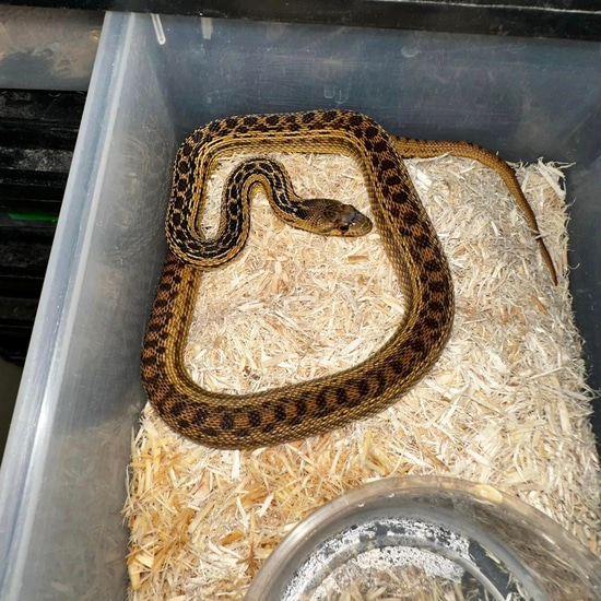 Male San Diego Gopher Snake by Envy Reptiles