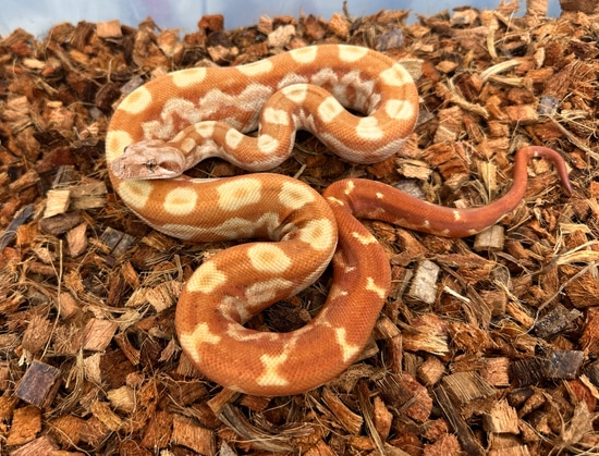 T Positive Motley, Super Sunglow Inca Group Boa Constrictor by Envy ...