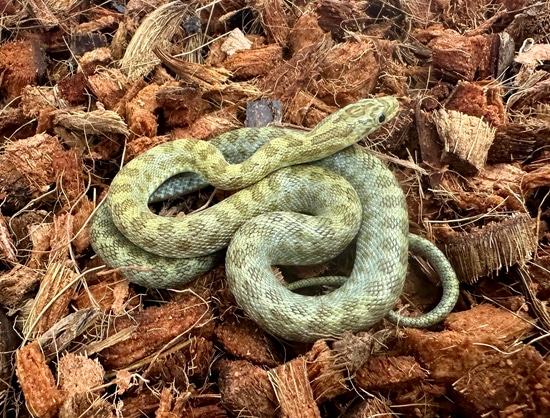 Western Green Rat Snake (Senticolis Triaspis) Pair C.B. 2023 by Envy ...