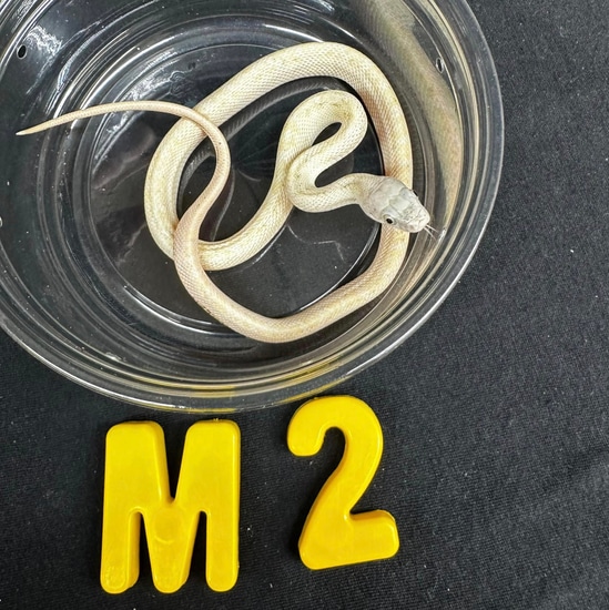 Lemon Gray Rat Snake by Envy Reptiles