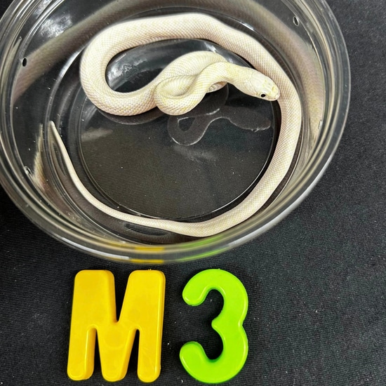 Lemon Gray Rat Gray Rat Snake by Envy Reptiles