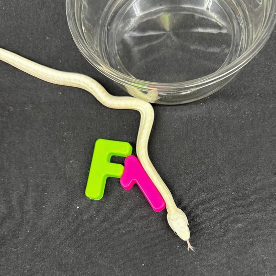 Lemon Gray Rat Snake by Envy Reptiles