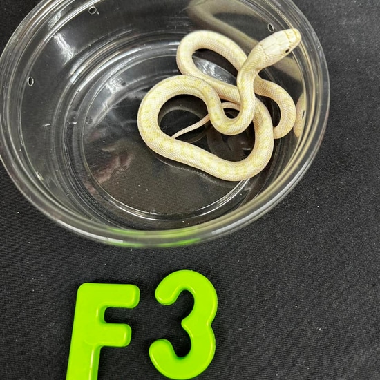 Lemon Gray Rat Gray Rat Snake by Envy Reptiles