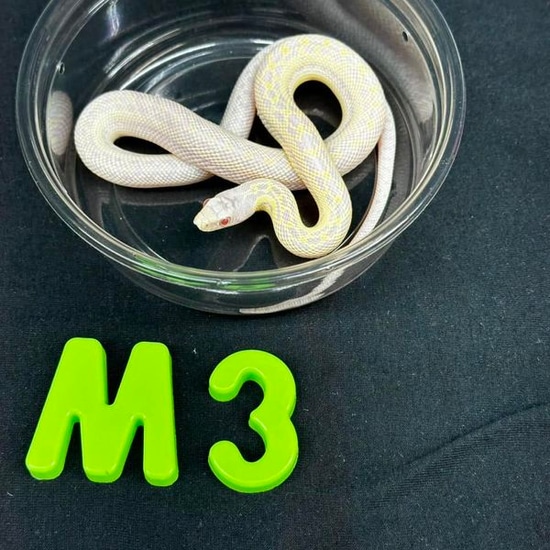 Snow San Diego. Envy Maker Gopher Snake by Envy Reptiles