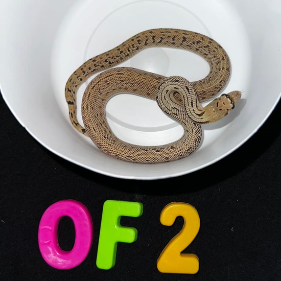 Meeker Sonoran Gopher Snake by Envy Reptiles