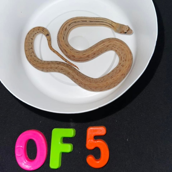 Meeker Sonoran Gopher Snake by Envy Reptiles