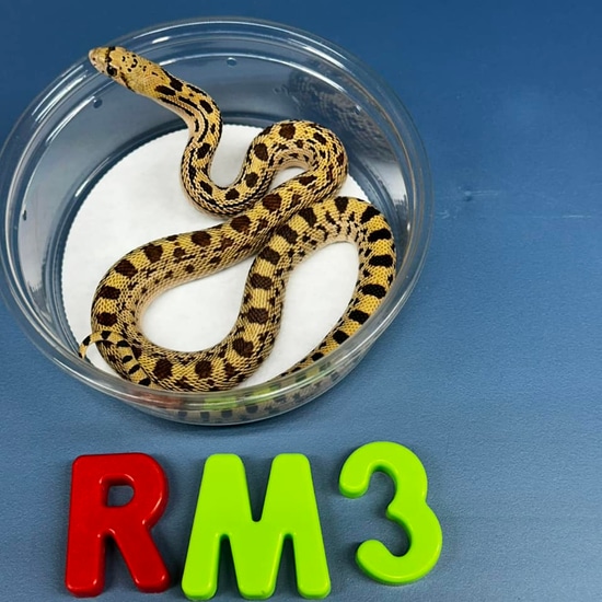 Sonoran Het Meeker And Rusty Gopher Snake by Envy Reptiles