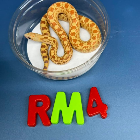 Rusty Sonoran Het Meeker Gopher Snake by Envy Reptiles