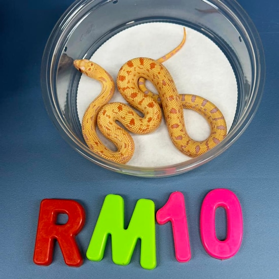 Albino Meeker Het Rusty Sonoran Gopher Snake by Envy Reptiles