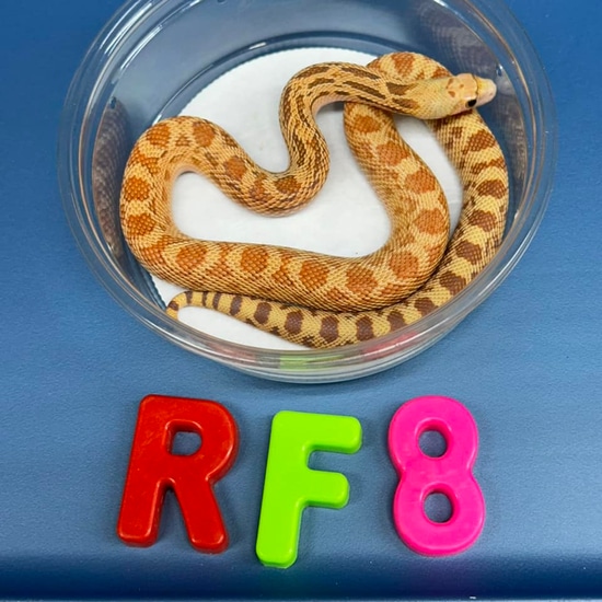 Rusty Het Meeker Sonoran Gopher Snake by Envy Reptiles