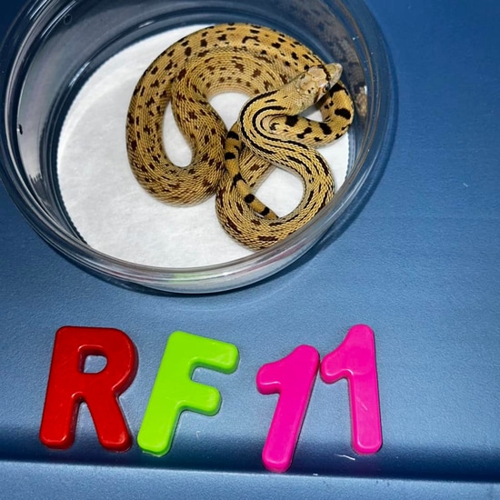 Meeker Het Rusty Sonoran Gopher Snake by Envy Reptiles