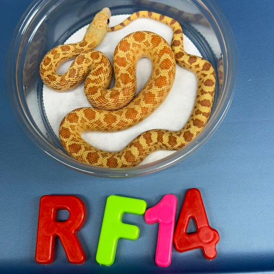 Rusty Het Meeker Sonoran Gopher Snake by Envy Reptiles