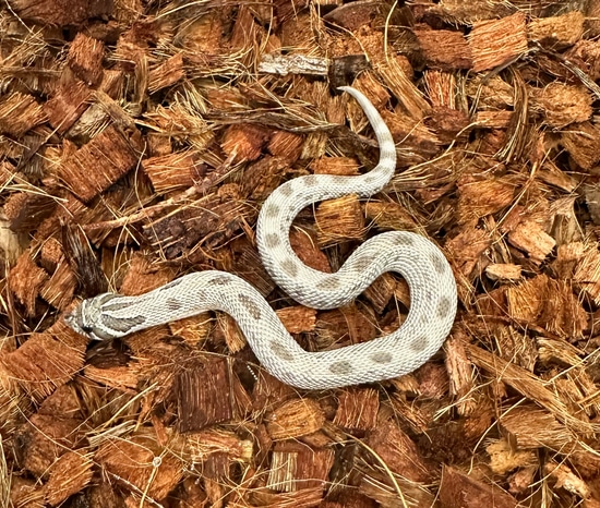 Male Axanthic Conda, 100% Het Albino Western Hognose by Envy Reptiles
