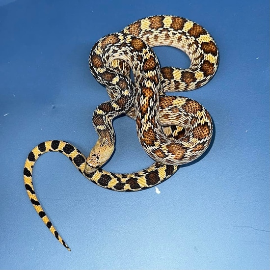 Yearling Female Sonoran Gopher Snake by Envy Reptiles