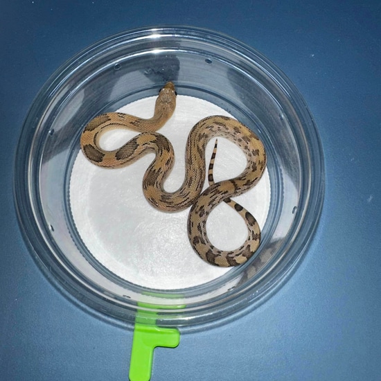 Jani Gopher Snake by Envy Reptiles