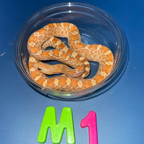 Rusty Forks Project Sonoran Gopher Snake by Envy Reptiles