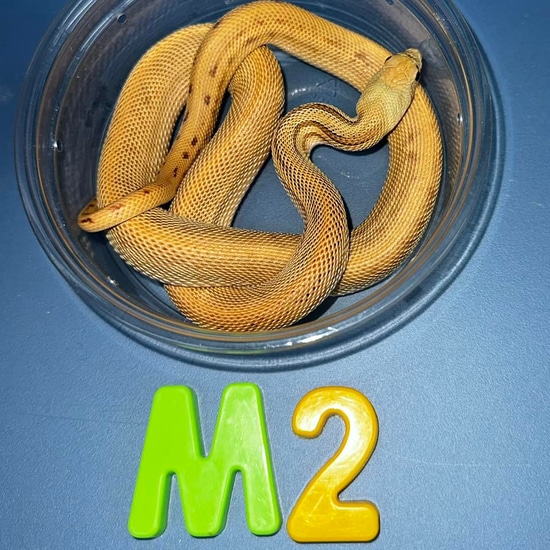Rusty Fork Sonoran Project Gopher Snake by Envy Reptiles