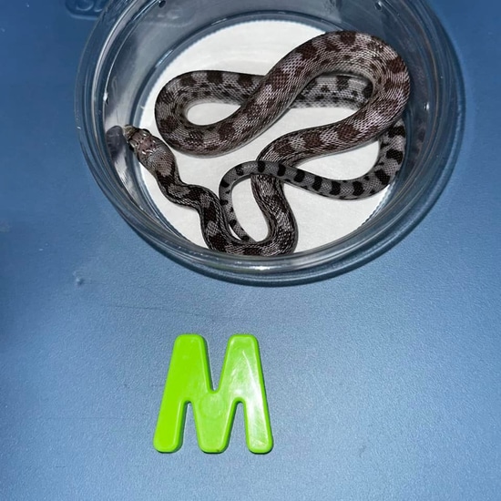 Axanthic Meeker Sonoran Project Gopher Snake by Envy Reptiles