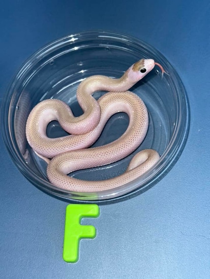 1.1 Whitesided Sonoran *PAIR* Gopher Snake by Envy Reptiles