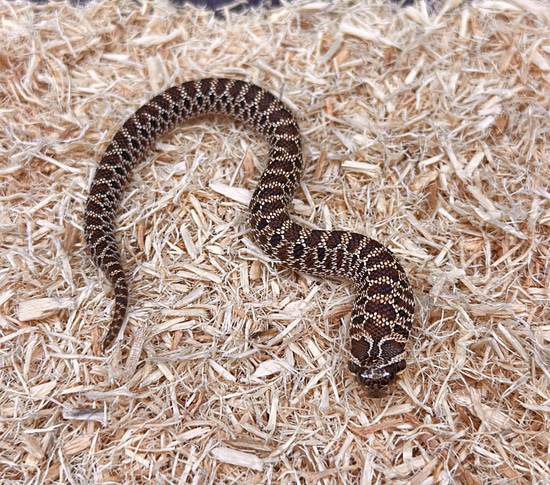 Female Mexican Hognose - F2 Cochise Arizona by Envy Reptiles