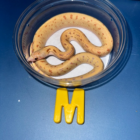 2023 Rusty Meeker Sonoran Pair Gopher Snake by Envy Reptiles