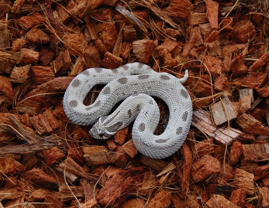 Axanthic Conda 100% Het Albino Western Hognose by Envy Reptiles