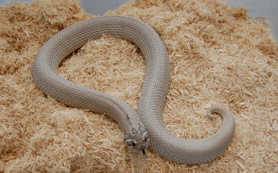 Proven Female Axanthic Super Conda 100% Het Albino. *NO RESERVE ...